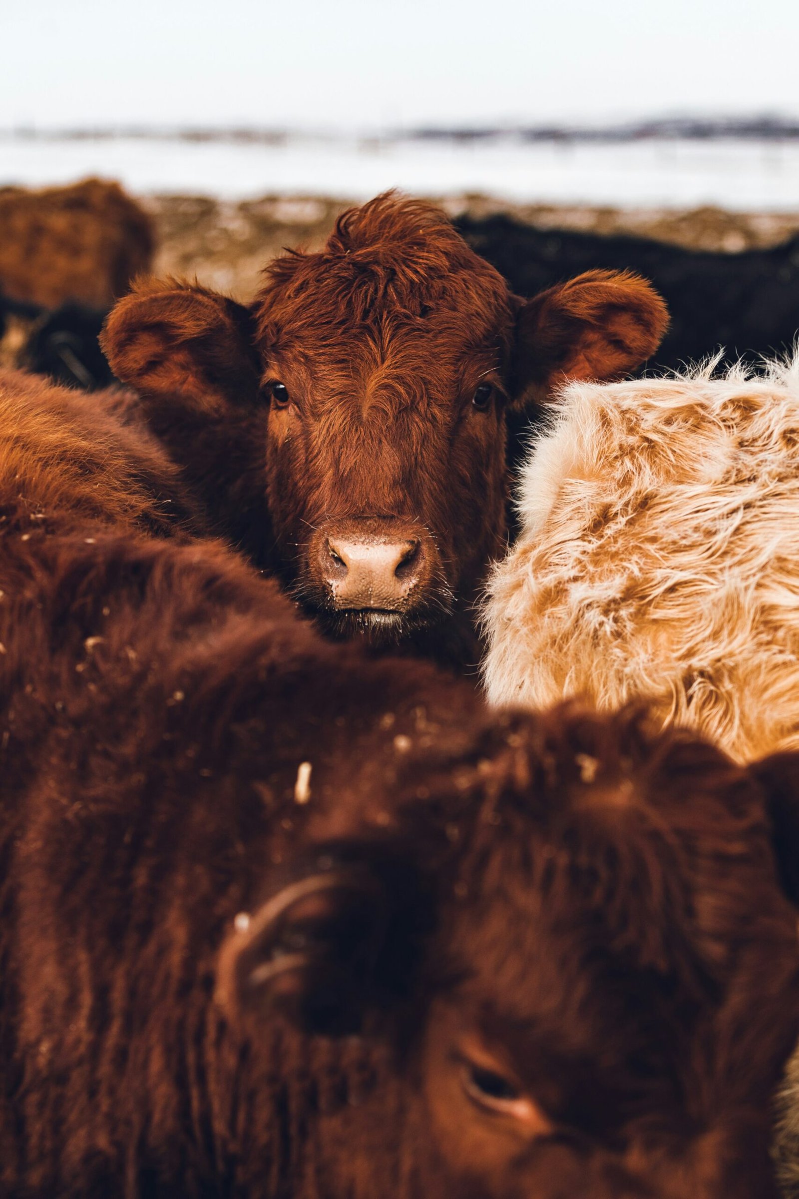 Vaca Dexter: Características origen y cuidados de esta raza de ganado ...
