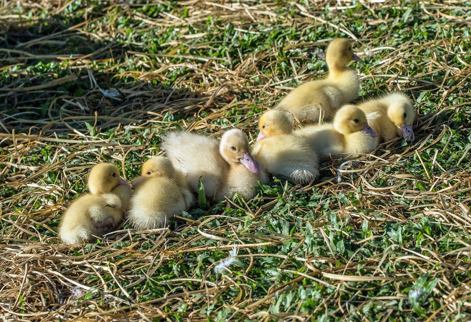 Preparativos para la Temporada de Reproducción de los Patos: Consejos ...
