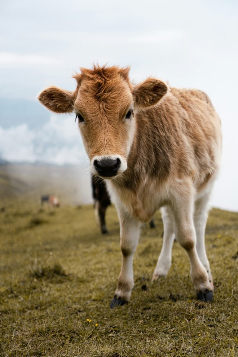Descubre todo sobre la vaca cebú - Rancho Tales