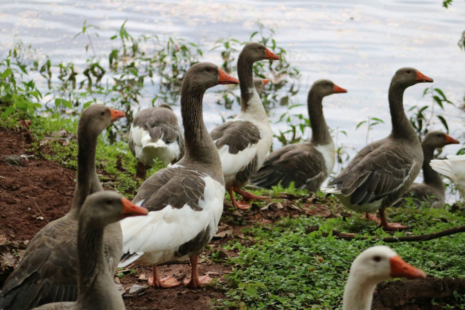 Preparativos para la Temporada de Reproducción de los Patos: Consejos ...