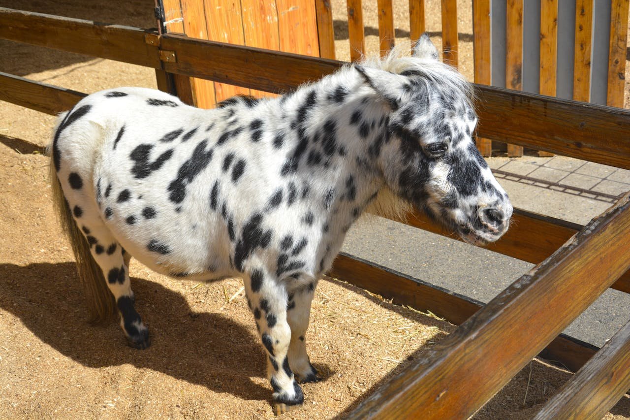 Pony Miniatura: Descubre todo sobre esta adorable raza - Rancho Tales