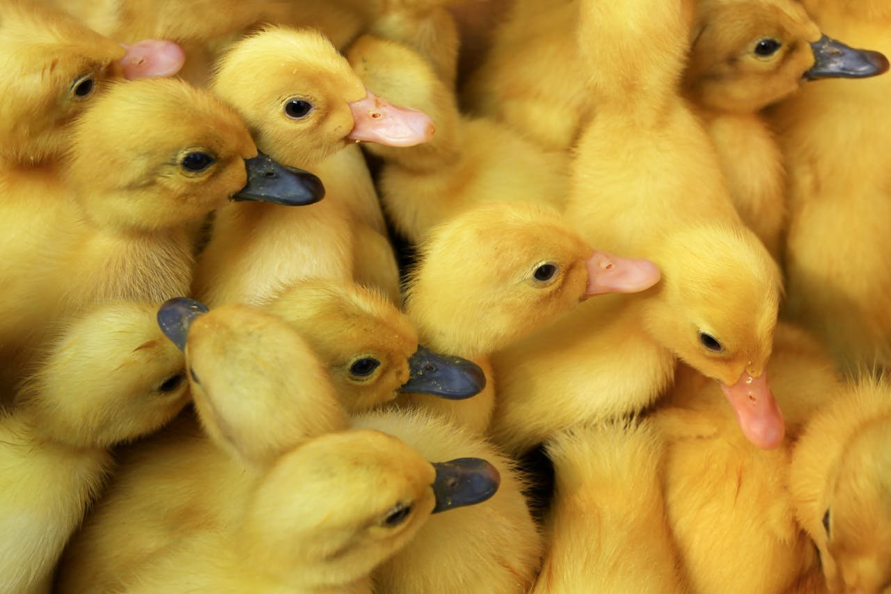 La Temporada de Reproducción de los Patos: Consejos para un Éxito ...