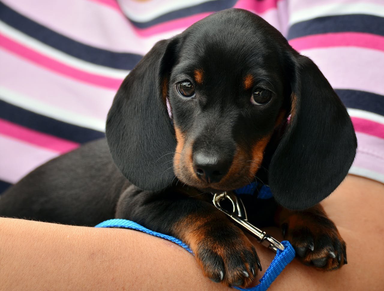 Descubre los encantos de los perros salchichas mini - Rancho Tales