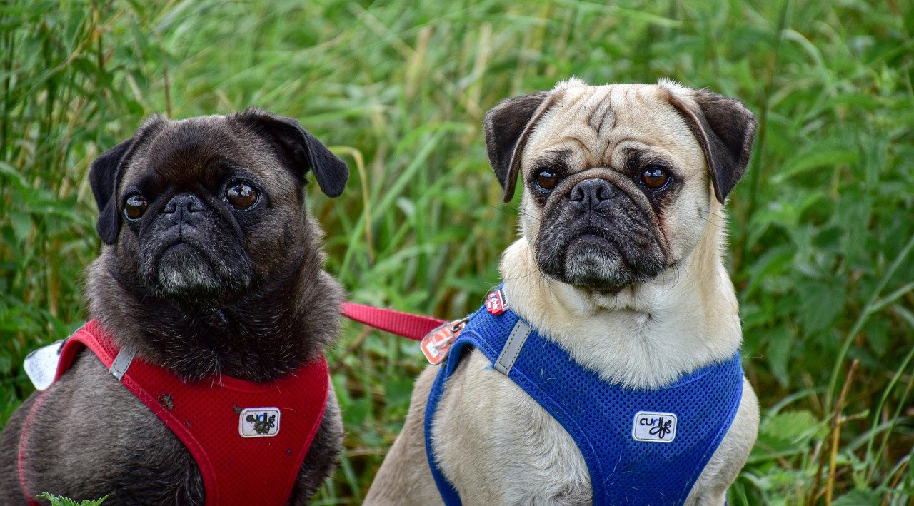 El Pelaje y Colores del Perro Pug: Una Guía Completa - Rancho Tales