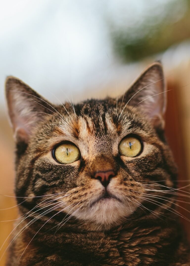 🐱 Gato atigrado: Descubre las características, cuidados - Rancho Tales