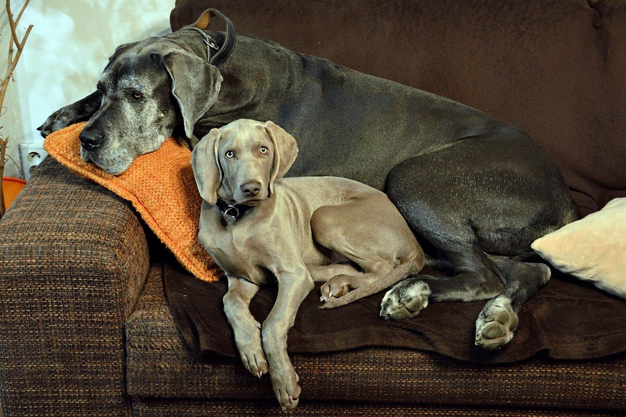 🐶 Gran Danés: Descubre todo sobre esta majestuosa raza canina - Rancho ...